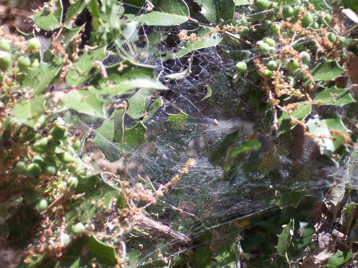 How Can You Stop Spider Mites Naturally in the Garden? | Networx