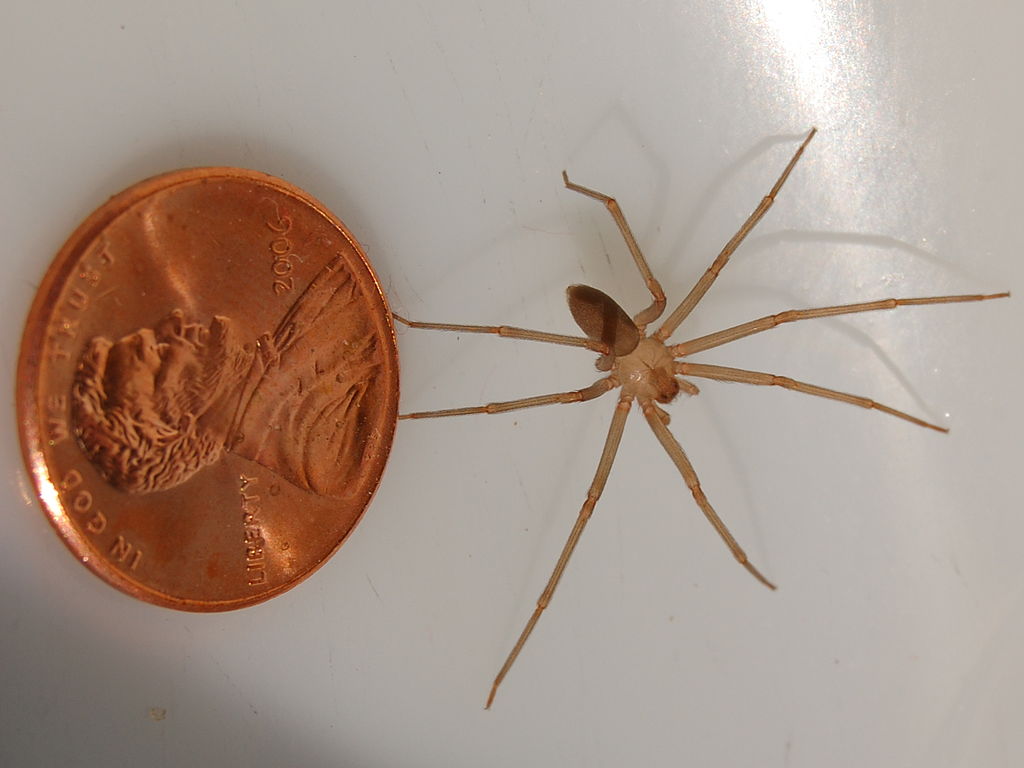 What Should You Know About Brown Recluse Spiders? | Networx